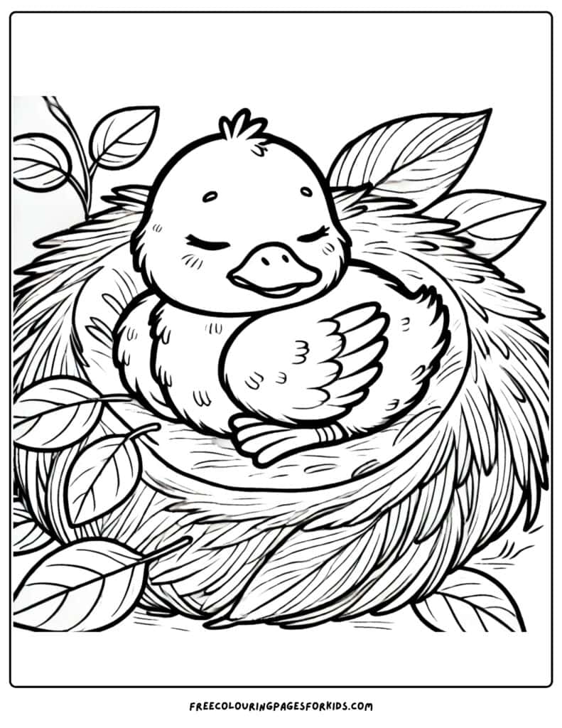 23 Duck Coloring Pages